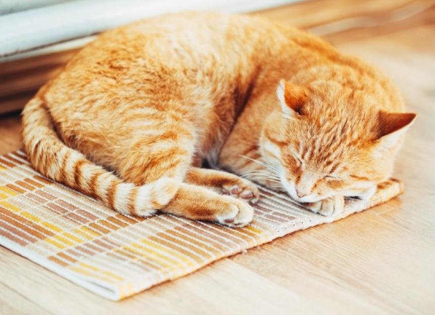Insufficient Urine Production in Cats | PetMD