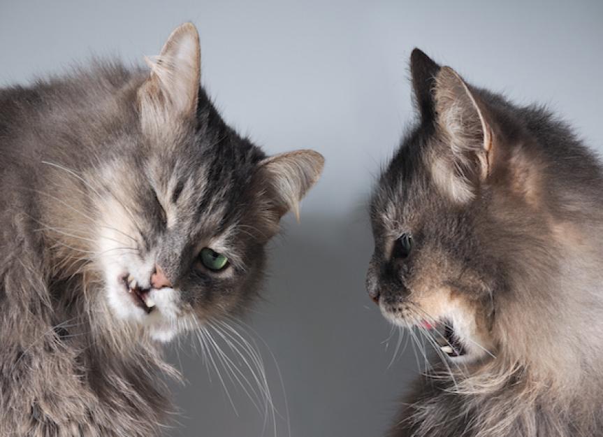 Inter-cat Aggression | PetMD