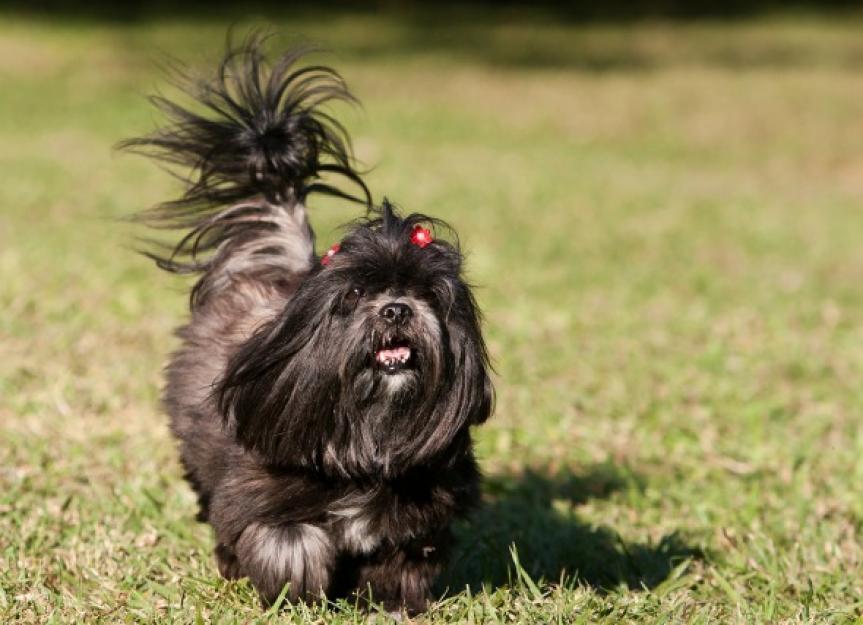 Irregular Heartbeat in Dogs | PetMD