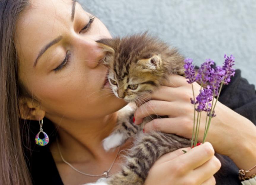 How to Bond With a New Kitten | PetMD