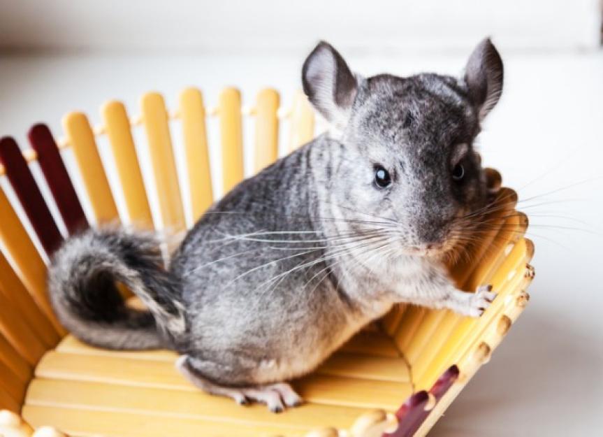 Life Expectancies for 10 Popular Unique Pets | PetMD