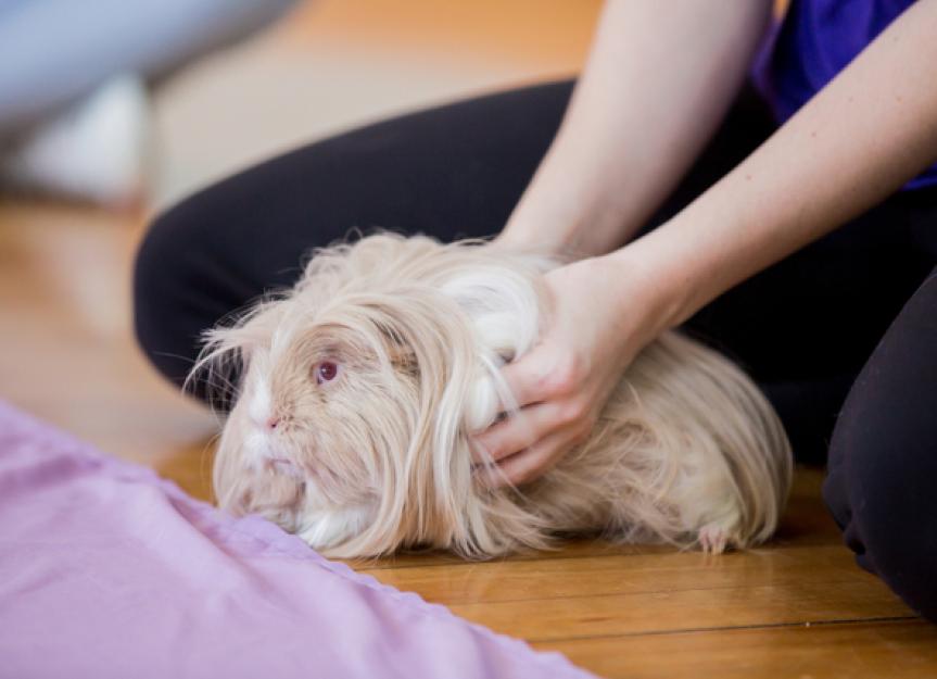 Do Guinea Pigs Make Good Class Pets? | PetMD