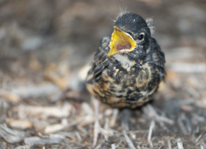 How to Care for a Lost Baby Bird | PetMD