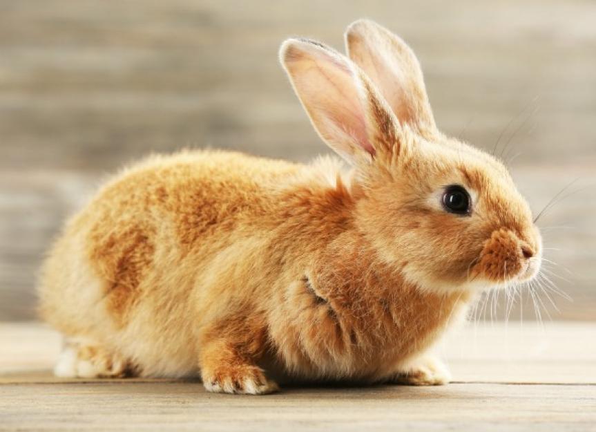 Lump under the Skin in Rabbits | PetMD