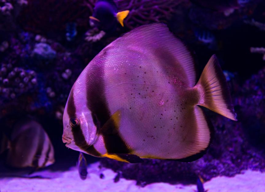 Should I Add Moonlight to My Reef Tank? | PetMD