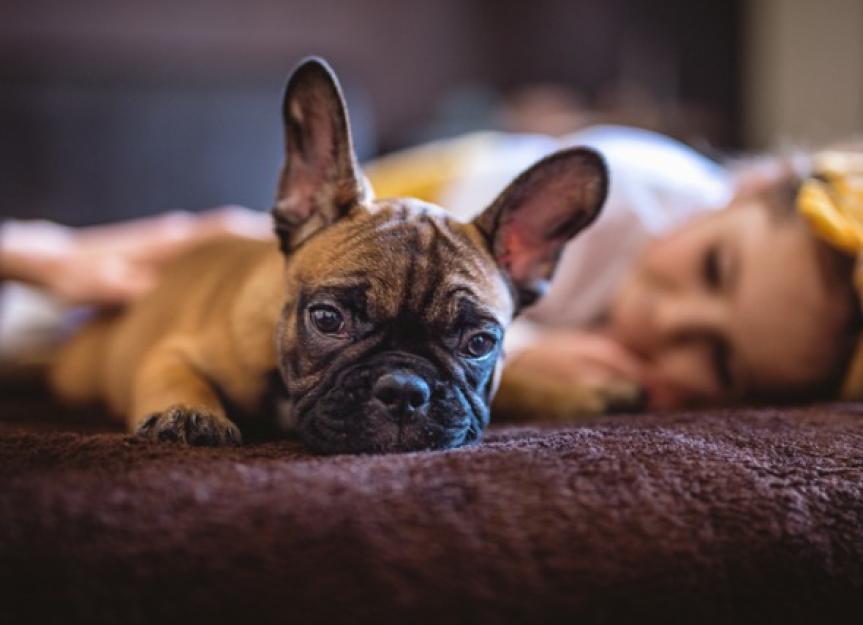 Ibuprofen Toxicity in Dogs | PetMD