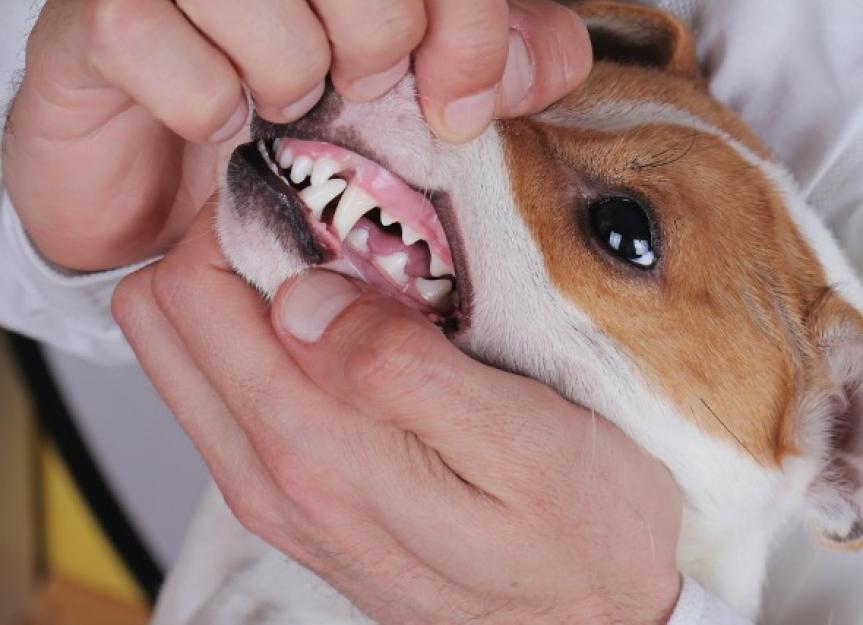 Mouth Inflammation and Ulcers (Chronic) in Dogs | PetMD