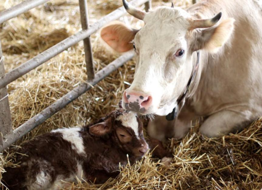 Twisted Uterus During Labor in Cows | PetMD