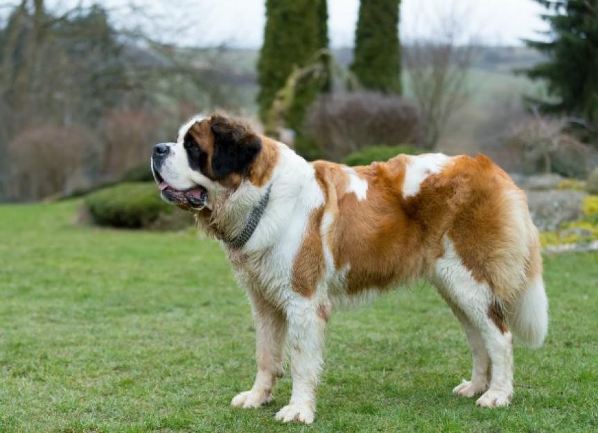 Ovarian Tumors in Dogs | PetMD