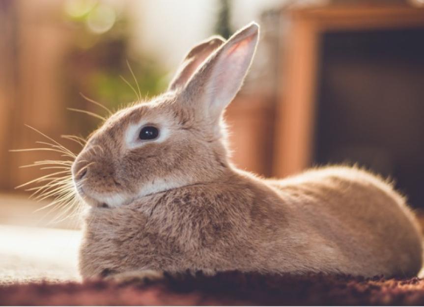 How to Get Rid of Fleas on Rabbits | PetMD