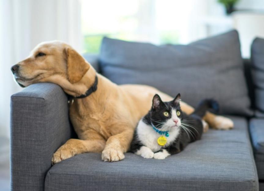 Must-Haves for Hiring a Pet Sitter | PetMD