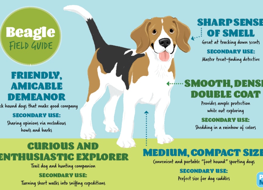 Do Beagles Shed And Smell