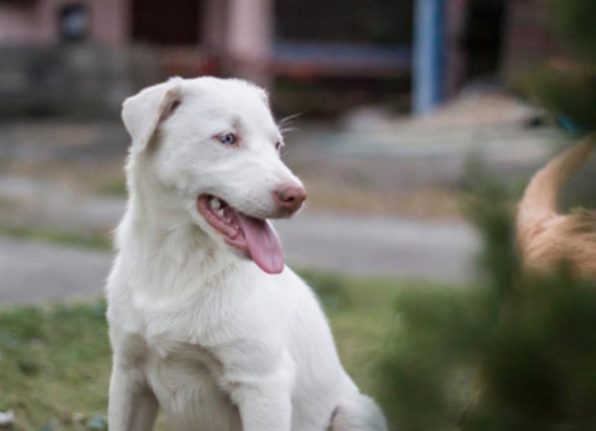 Albino Dogs: Interesting Facts You Should Know | PetMD