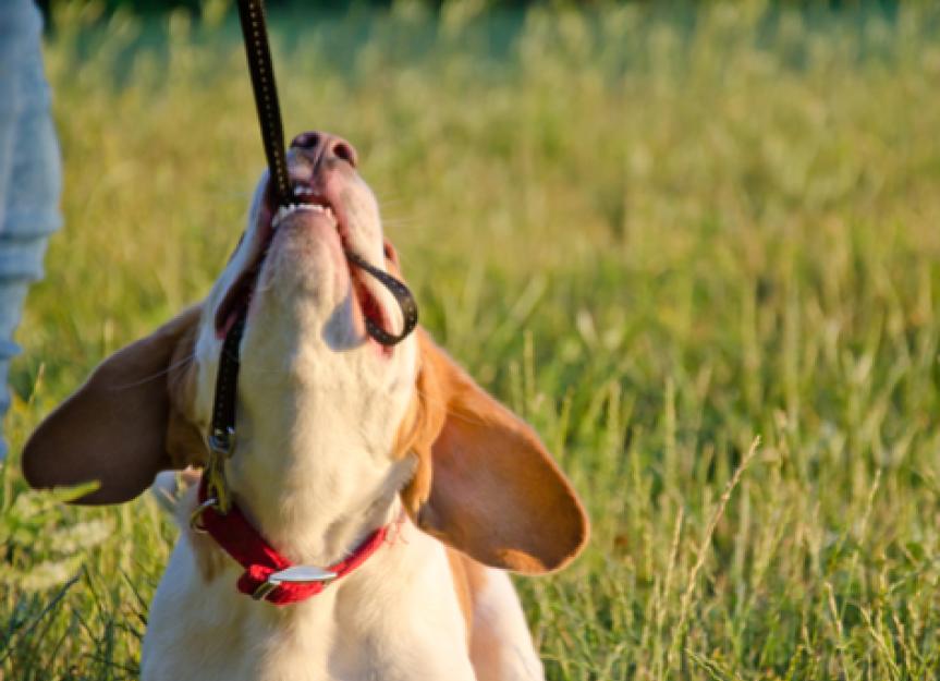 How Pet Parents Can Cope with Behavioral Problems in Pets | PetMD