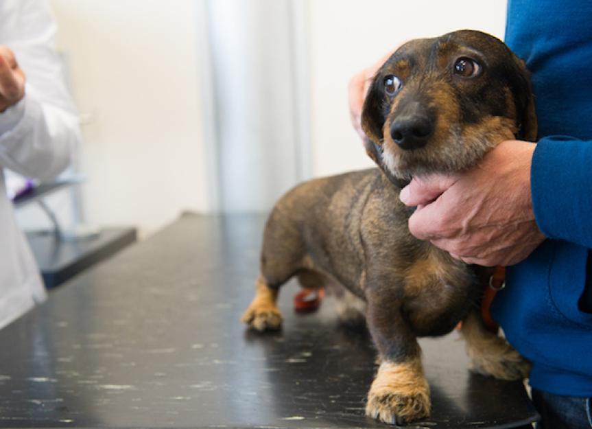 How to Desensitize Your Pet to the Vet | PetMD