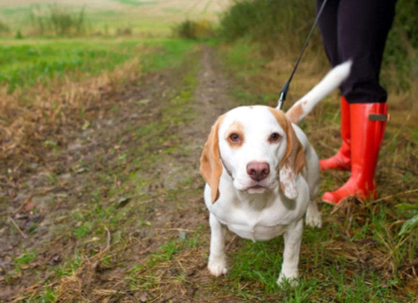 Is Exercise Safe for Pets with Cancer? | PetMD