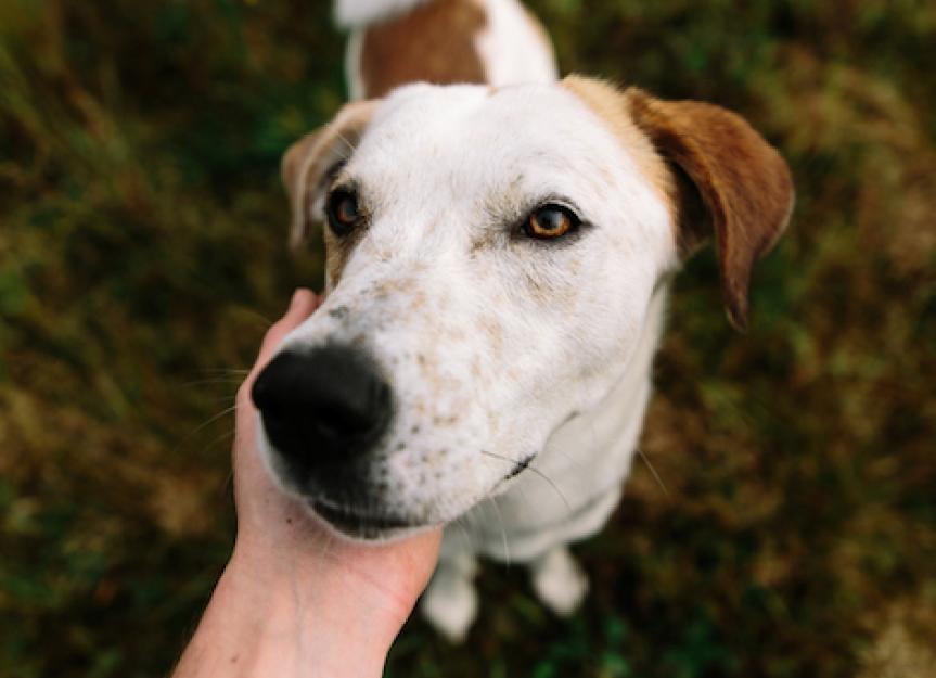 The Power of Praise: Encouraging Good Behavior in Dogs | PetMD
