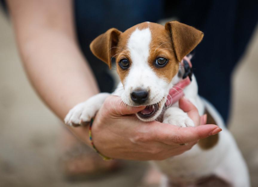 How to Find, Treat, and Prevent Fleas on Puppies | PetMD