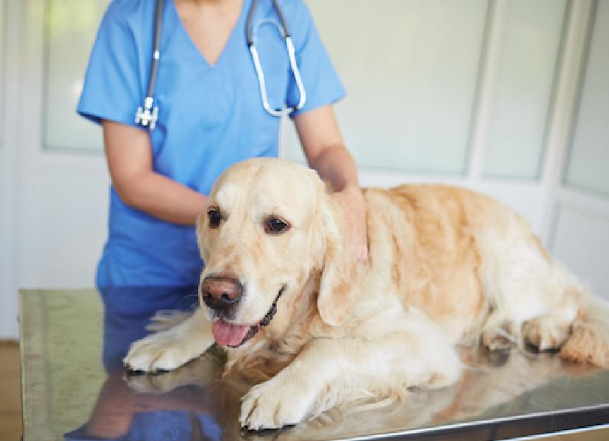 10 Reasons Why Your Pet Might Need a Rectal Exam | PetMD