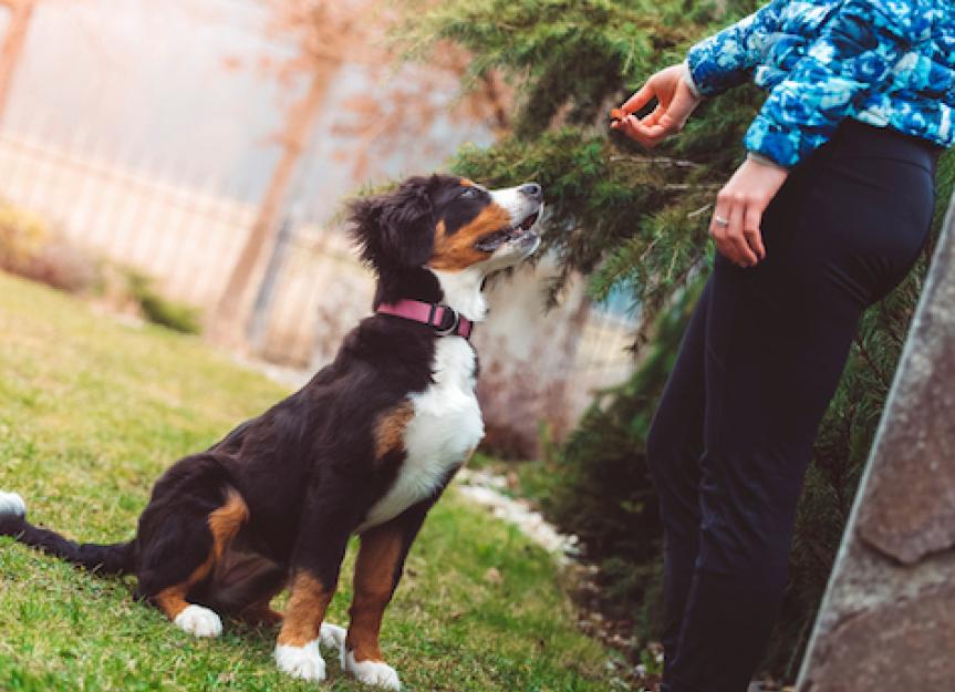 Obedience Training for Dogs: 4 Easy Cues to Master | PetMD