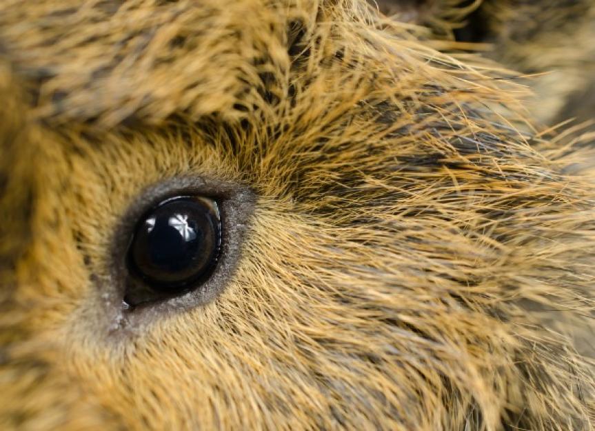 Pink Eye in Guinea Pigs | PetMD