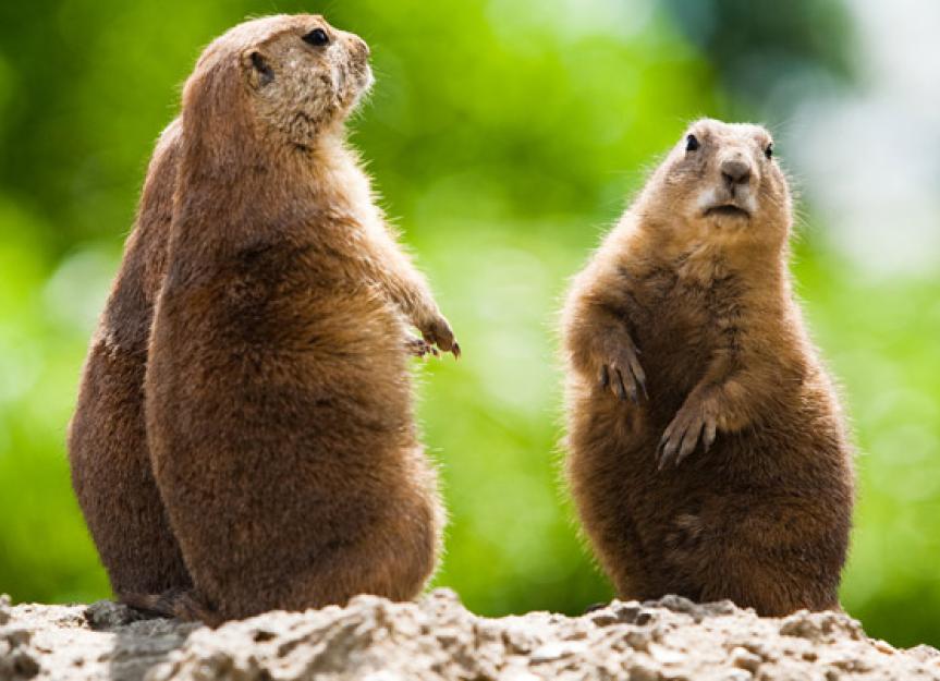 Bacterial Disease of the Foot in Prairie Dogs | PetMD