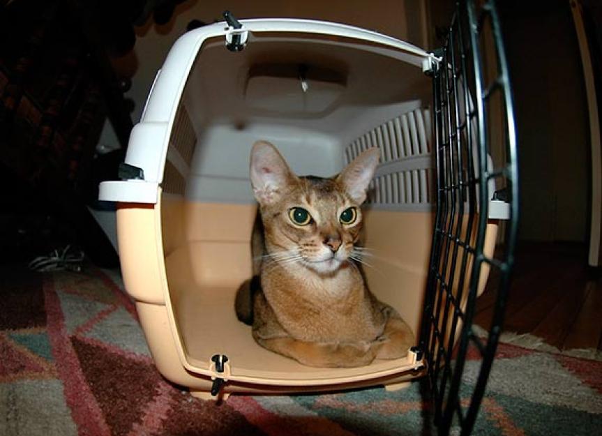 Are You and Your Cat Prepared for an Emergency | PetMD