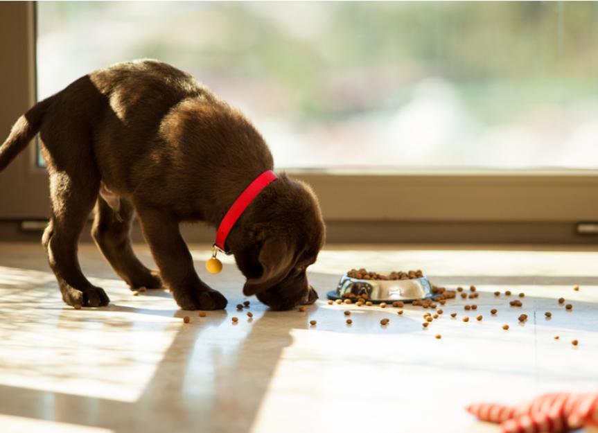 5 Factors That Can Stunt Your Dog's Growth | PetMD