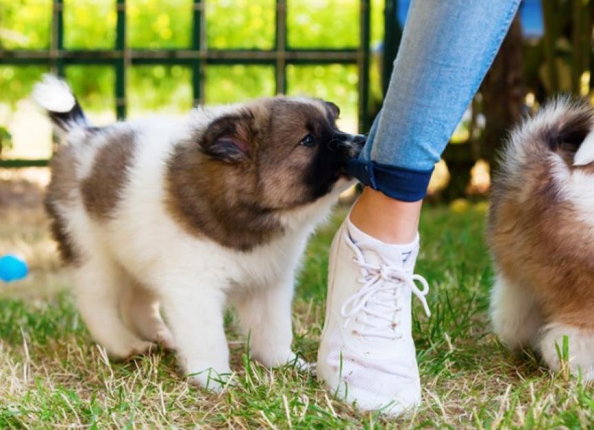 Puppy Biting: Why Do Puppies Bite and How Can You Stop It? | PetMD