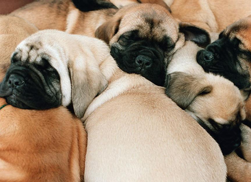 Canine Brucellosis – Dangerous to Dogs and People | PetMD