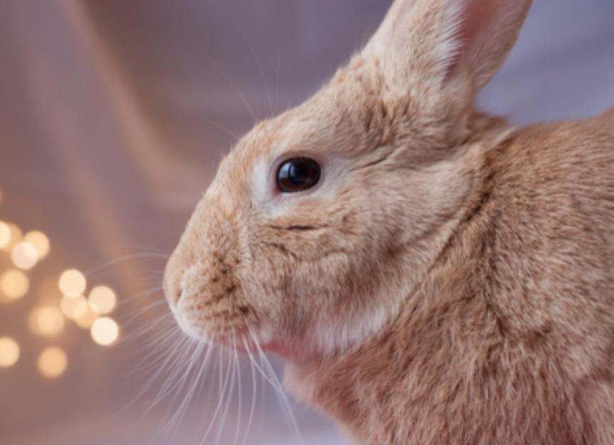 Injury From Biting an Electric Cord in Rabbits | PetMD