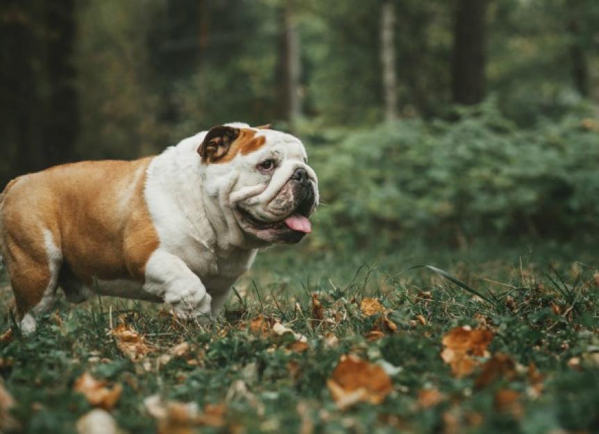 Rapid Heart Beat in Dogs | PetMD