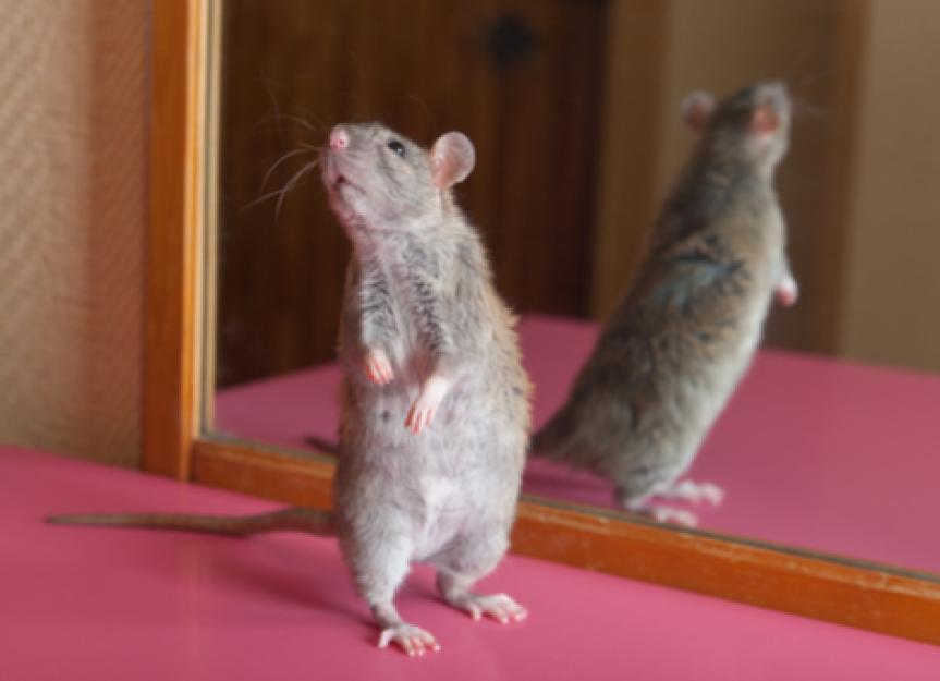 Easy Tricks to Teach to Your Pet Rat | PetMD