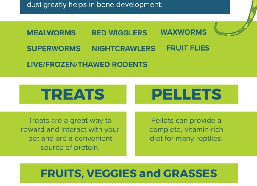 Find the Right Reptile Food for Your Pet Reptile | PetMD