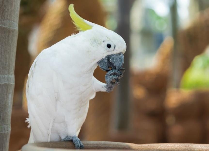 Respiratory Parasite - Birds | PetMD