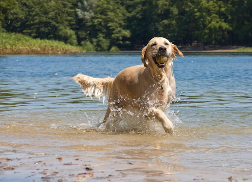 Could Your Dog be at Risk for Being Infected by a Brain-Eating Amoeba ...