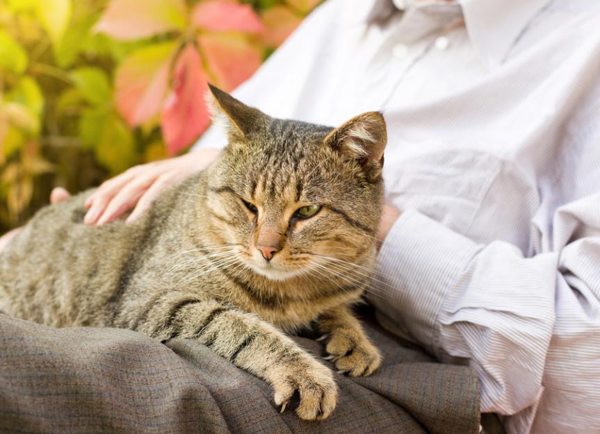Stomach and Intestinal Cancer (Leiomyosarcoma) in Cats | PetMD
