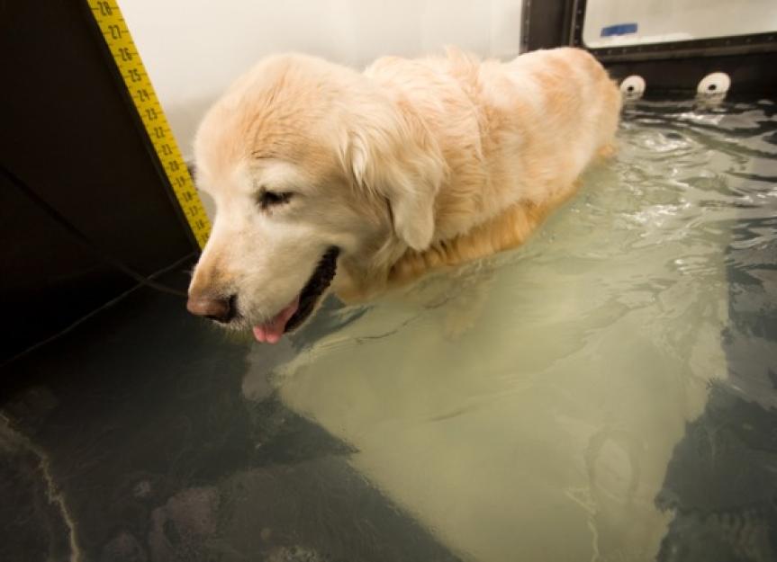Hydrotherapy for Dogs | PetMD