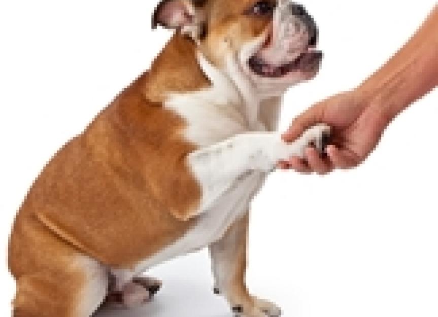 Do Dogs and Cats Have Left and Right Hand Preferences? | PetMD
