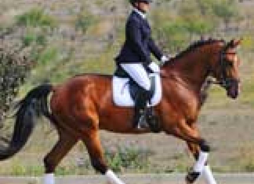 Soring Show Horses to Improve Their Gait | PetMD