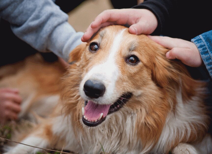 Pets Promote Stronger Human-to-Human Bonds | PetMD