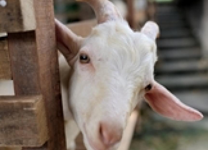 Are Goats Smarter Than Dogs