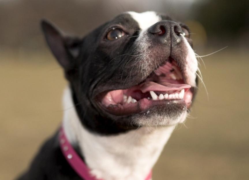 Dental Implants: Are They Good for Pets | PetMD