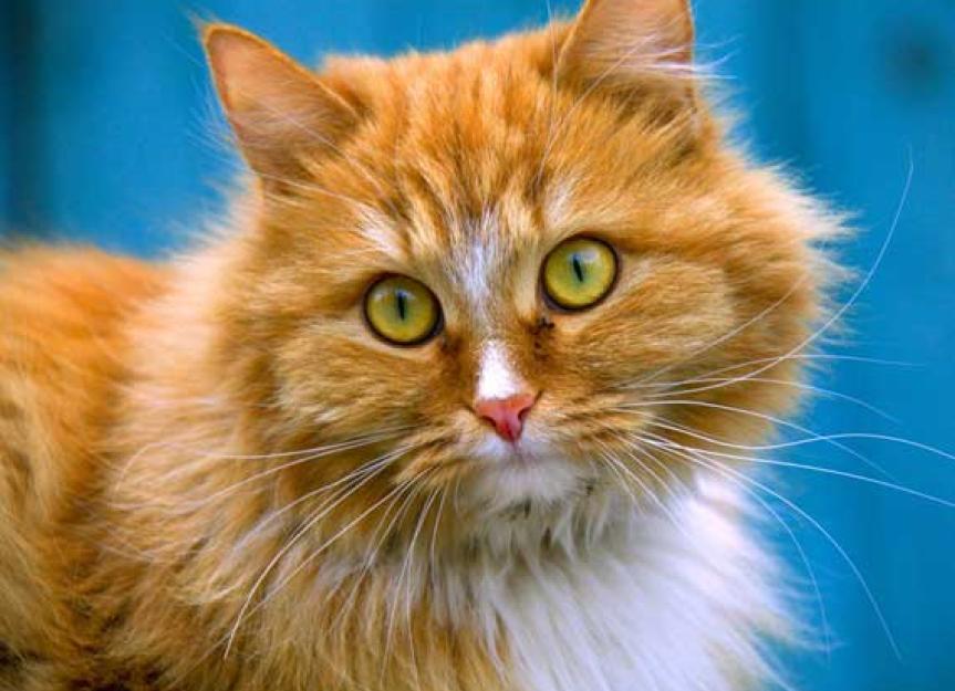 Cat Urine Odor: Does Breed Make a Difference? | PetMD