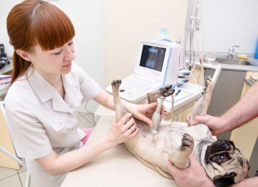 How Gastrointestinal Diseases Are Diagnosed in Dogs and Cats | PetMD