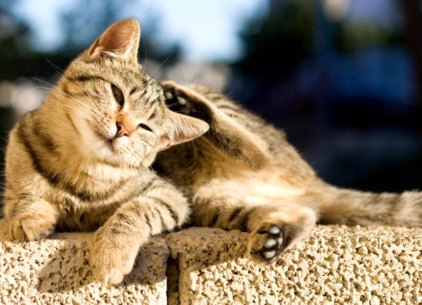 My cat is scratching…what gives? | PetMD