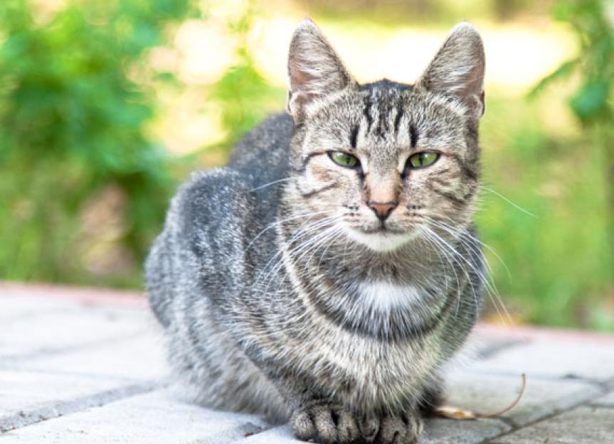 Many Senior Cats Are Not Being Fed the Right Foods | PetMD