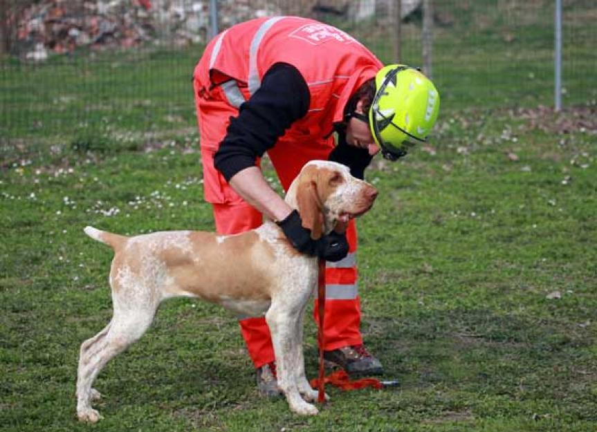 Training the Next Generation of Search and Rescue Dogs at the Penn Vet ...