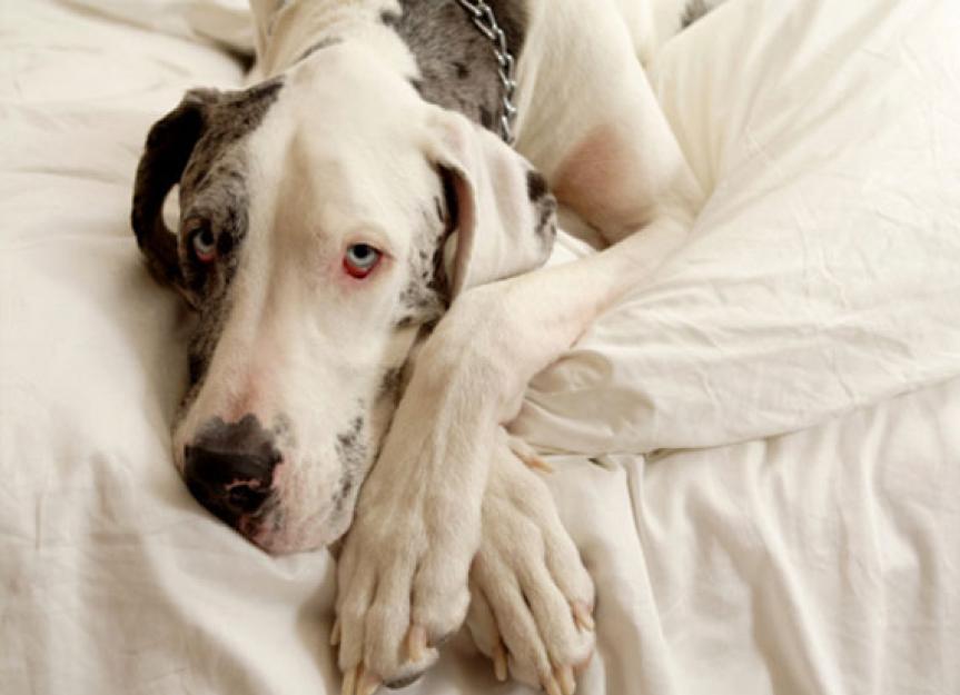 Fungal Infection (Malassezia pachydermatis) of the Skin in Dogs | PetMD