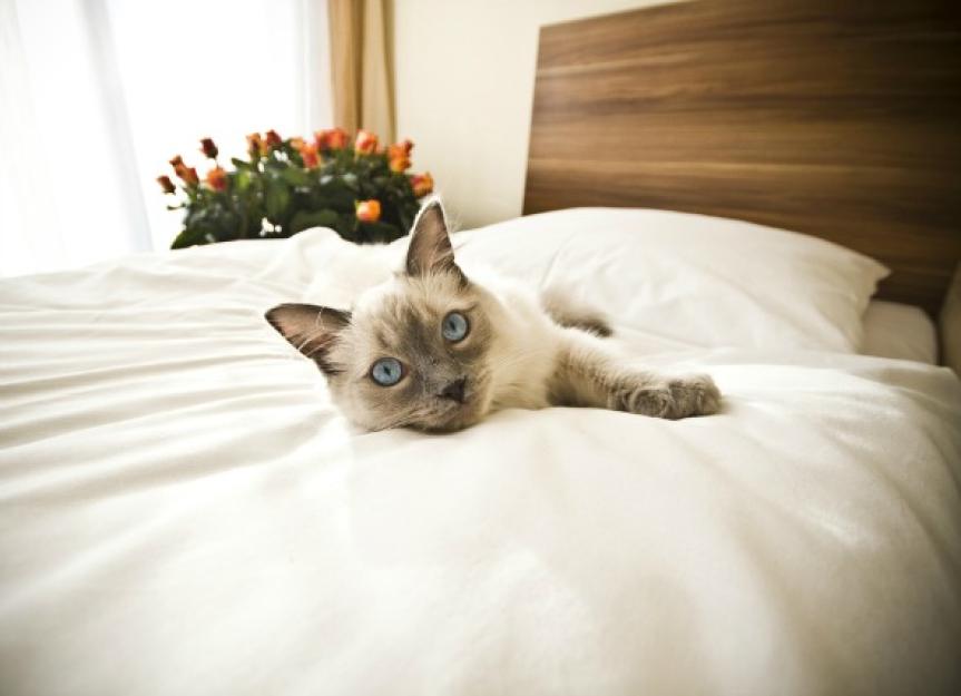 Skin Blisters (Vesiculopustular Dermatoses) in Cats | PetMD